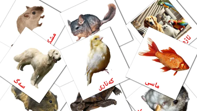 1300+ FREE Kurdish(sorani) Flashcards | PDF | Picture Vocabulary