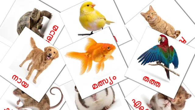 1300+ FREE Malayalam Flashcards | PDF | Picture Vocabulary