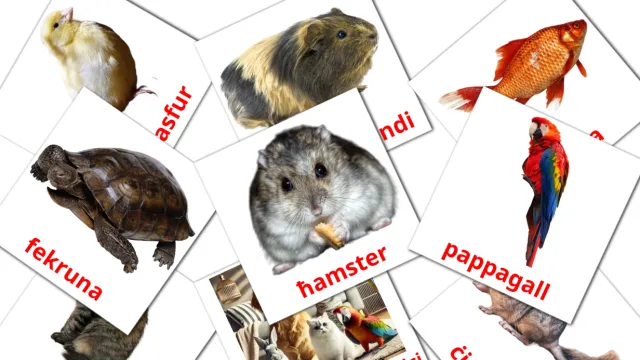 1300+ FREE Maltese Flashcards | PDF | Picture Vocabulary