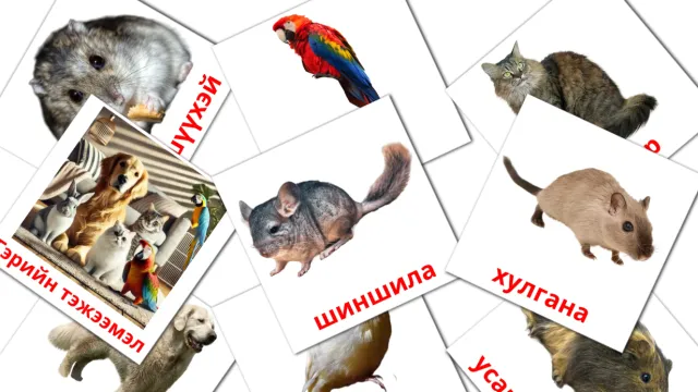 1300 Free Mongolian Flashcards Pdf Picture Vocabulary