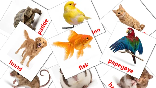 1300+ FREE Norwegian Flashcards | PDF | Picture Vocabulary