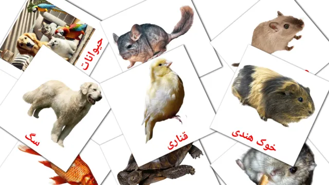 1300+ FREE Persian Flashcards | PDF | Picture Vocabulary