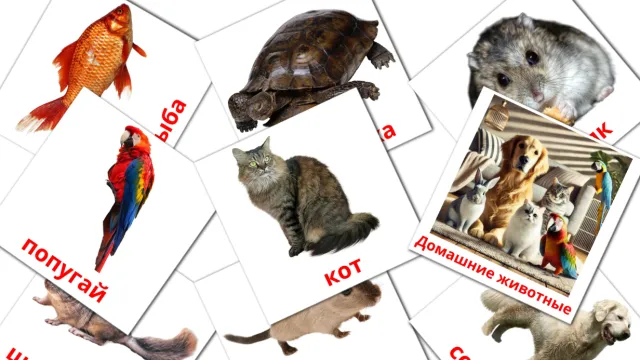 36 FREE Classroom objects Flashcards | PDF | Russian Words