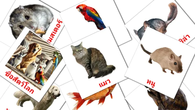 1300+ FREE Thai Flashcards | PDF | Picture Vocabulary