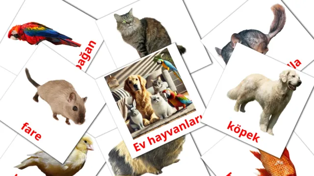 1300+ FREE Turkish Flashcards | PDF | Picture Vocabulary