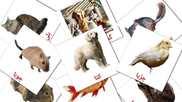 1300+ FREE Urdu Flashcards | PDF | Picture Vocabulary