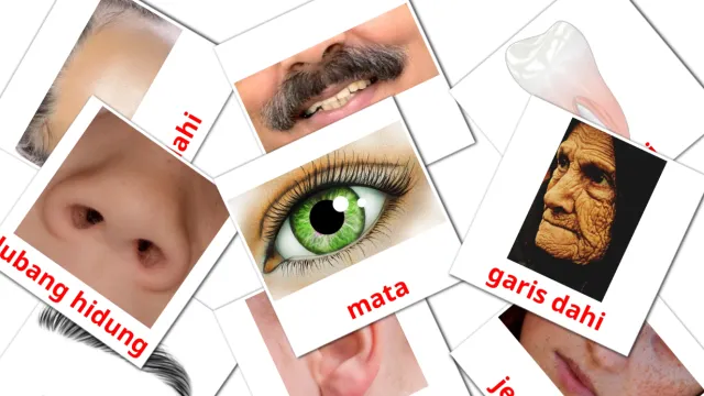 1300+ FREE Malay Flashcards | PDF | Picture Vocabulary