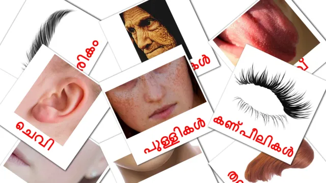 1300+ FREE Malayalam Flashcards | PDF | Picture Vocabulary