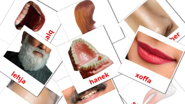 1300+ FREE Maltese Vocabulary Flashcards in 4 Printable formats