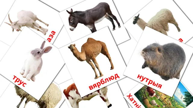 22 FREE Forest animals Flashcards | PDF | Belarusian Words