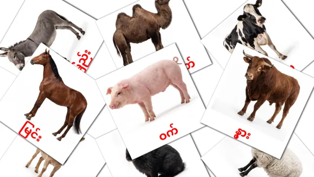 1300+ FREE Burmese Flashcards | PDF | Picture Vocabulary