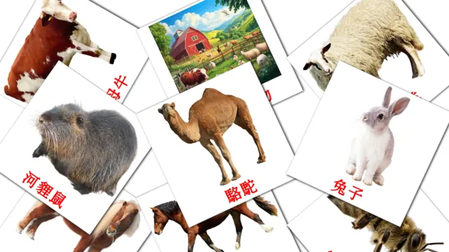 1300+ FREE Chinese(Traditional) Flashcards | PDF | Picture Vocabulary