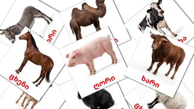 29 FREE Sea animals Flashcards in PDF | Georgian Pictures
