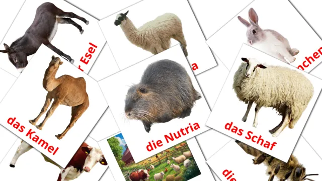 1300+ FREE German Flashcards | PDF | Picture Vocabulary