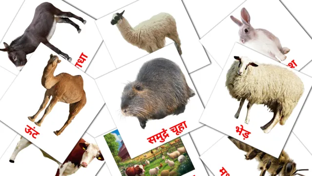 1300+ FREE Hindi Flashcards | PDF | Picture Vocabulary