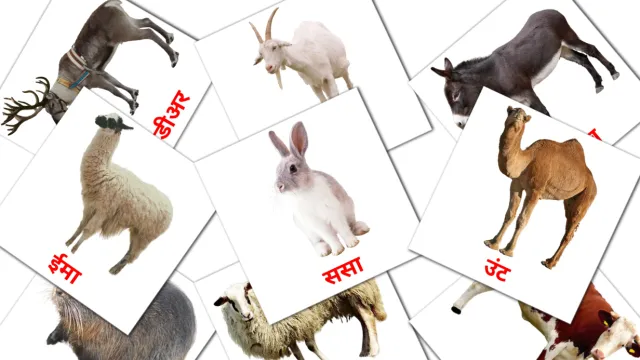 10 FREE Domestic animals Flashcards | PDF | Marathi Words