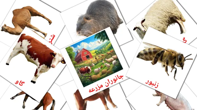 1300+ FREE Persian Flashcards | PDF | Picture Vocabulary