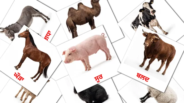 1300+ FREE Punjabi(Gurmukhi) Flashcards | PDF | Picture Vocabulary