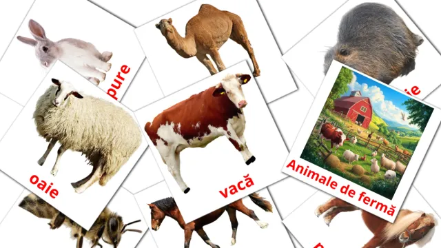 1300+ FREE Romanian Flashcards | PDF | Picture Vocabulary