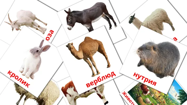 1300+ FREE Russian Flashcards | PDF | Picture Vocabulary