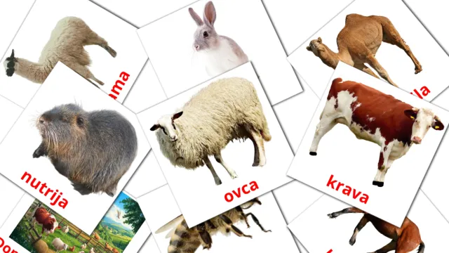 1300+ FREE Serbian Flashcards | PDF | Picture Vocabulary