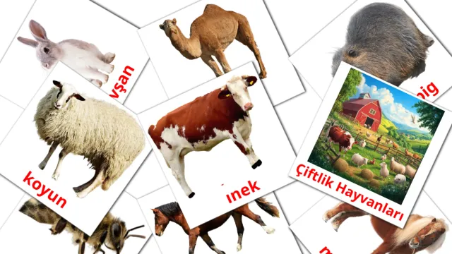 10 FREE Domestic animals Flashcards | PDF | Turkish Words