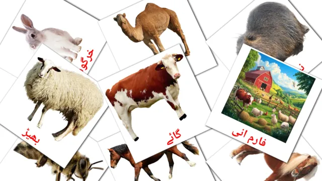 1300+ FREE Urdu Flashcards | PDF | Picture Vocabulary
