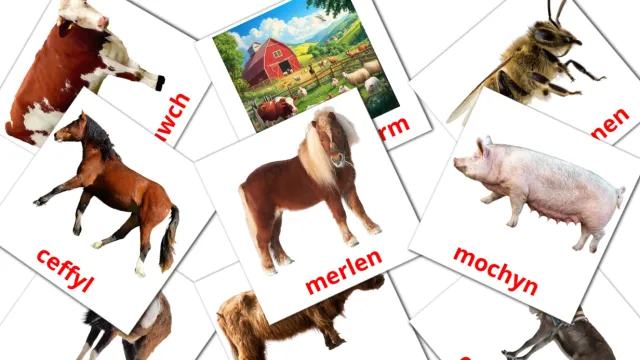1300+ FREE Welsh Flashcards | PDF | Picture Vocabulary
