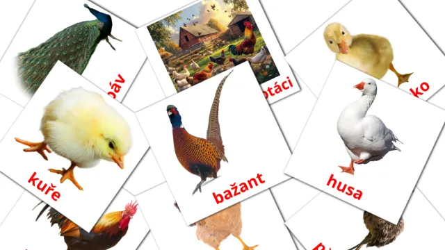 1300+ FREE Czech Flashcards | PDF | Picture Vocabulary