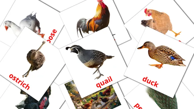 36 FREE Classroom objects Flashcards | PDF | English Words