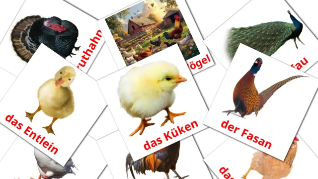 1300+ FREE German Flashcards | PDF | Picture Vocabulary