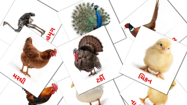 1300+ FREE Gujarati Flashcards | PDF | Picture Vocabulary
