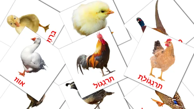 1300+ FREE Hebrew Flashcards | PDF | Picture Vocabulary