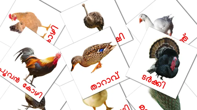 1300+ FREE Malayalam Flashcards | PDF | Picture Vocabulary
