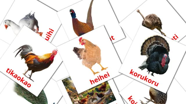 1300+ FREE Maori Flashcards | PDF | Picture Vocabulary