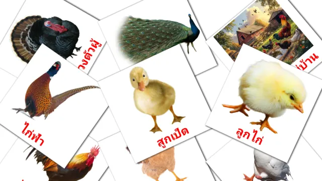1300+ FREE Thai Flashcards | PDF | Picture Vocabulary