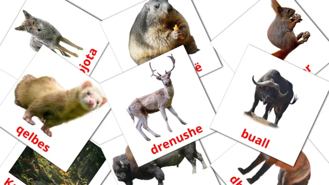 22 Tarjetas de Aprendizaje de Animales del Bosque GRATIS en PDF ...