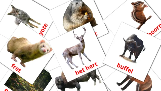 1300+ FREE Dutch Flashcards | PDF | Picture Vocabulary