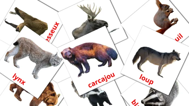 1300+ FREE French Flashcards | PDF | Picture Vocabulary