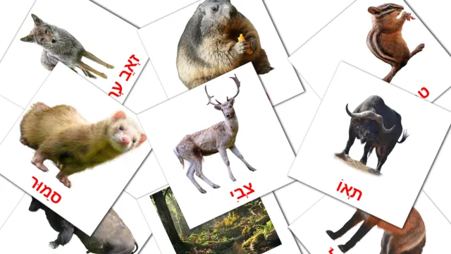 1300+ FREE Hebrew Flashcards | PDF | Picture Vocabulary