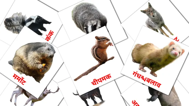 134 FREE Animals Flashcards in Hindi | Printable PDFs