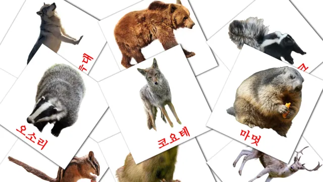 1300+ FREE Korean Flashcards | PDF | Picture Vocabulary