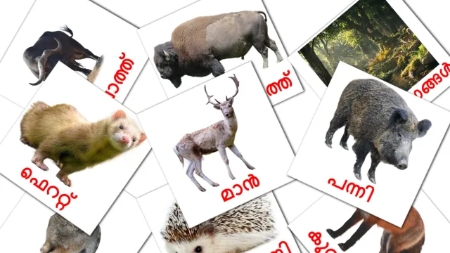 1300+ FREE Malayalam Flashcards | PDF | Picture Vocabulary