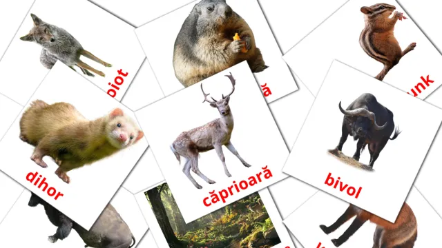 1300+ FREE Romanian Flashcards | PDF | Picture Vocabulary