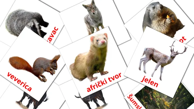 1300+ FREE Serbian Flashcards | PDF | Picture Vocabulary