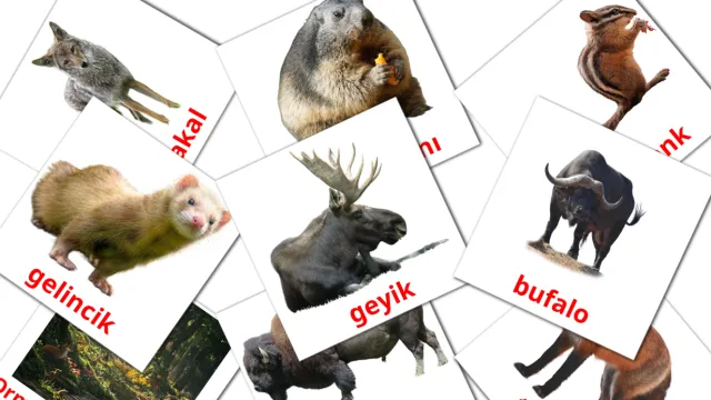 1300+ FREE Turkish Flashcards | PDF | Picture Vocabulary