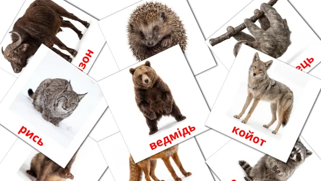 1300+ FREE Ukrainian Flashcards | PDF | Picture Vocabulary