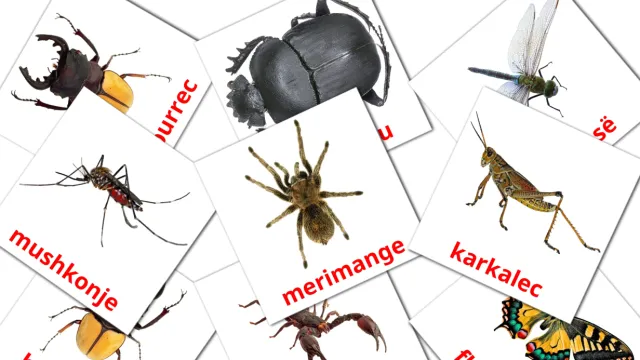 23 Tarjetas de Aprendizaje de Insectos GRATIS en PDF | Imágenes en Español