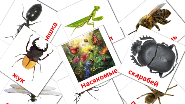 22 FREE Forest animals Flashcards | PDF | Belarusian Words
