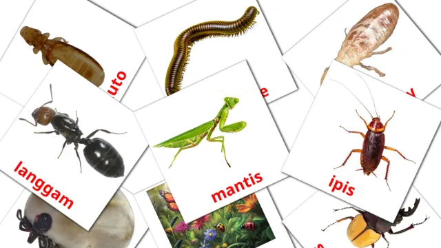 1300+ FREE Filipino Flashcards | PDF | Picture Vocabulary